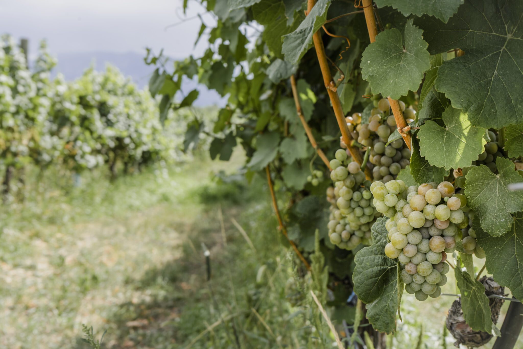 Little Straw Vineyards